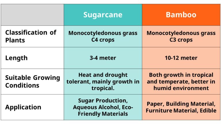 Sugarcane VS Bamboo: Differences, Benefits and Products - renouvo