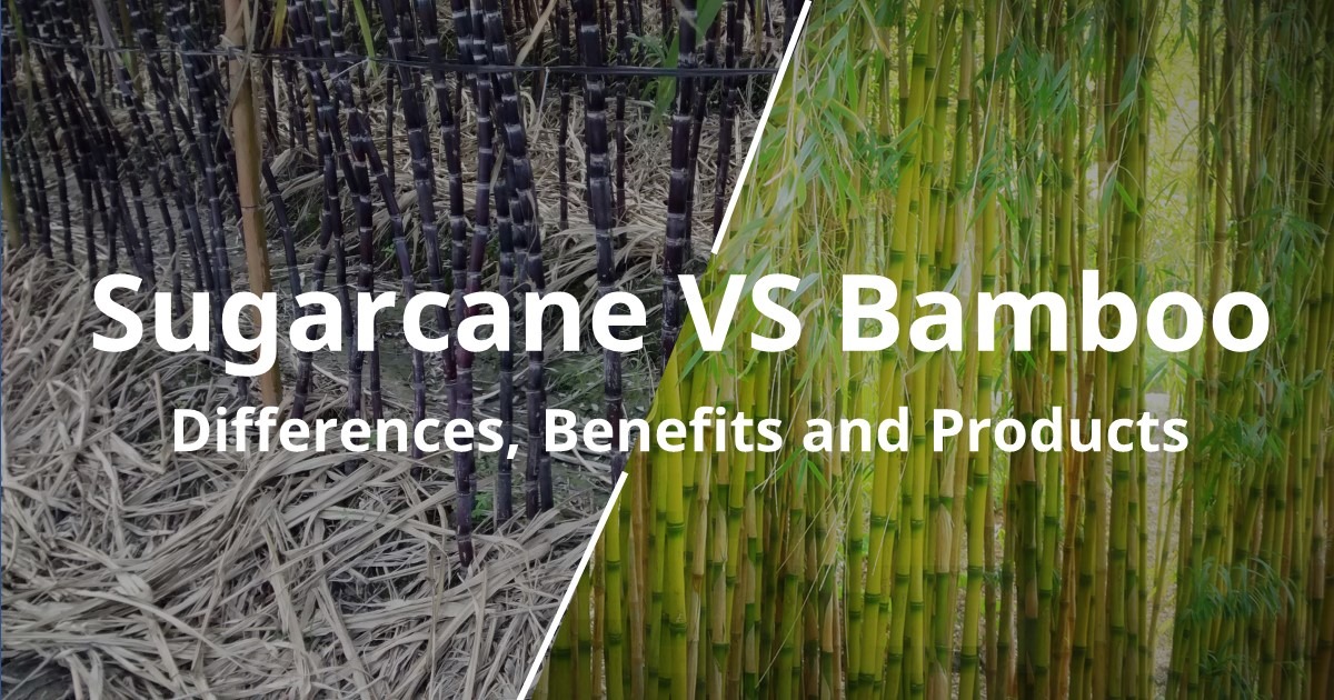 Sugarcane VS Bamboo: Differences, Benefits and Products - renouvo