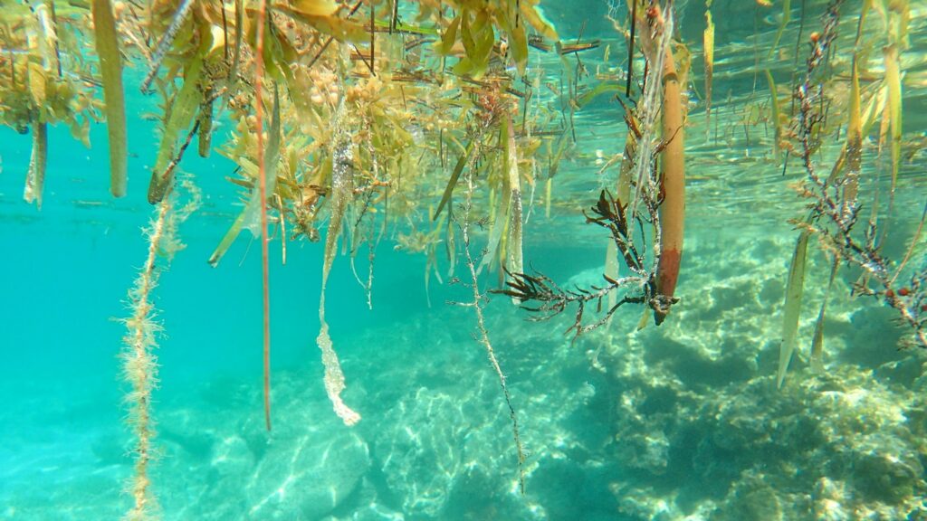 12 Biodegradable Materials Eco-friendly Helps to Sustainable Living ...