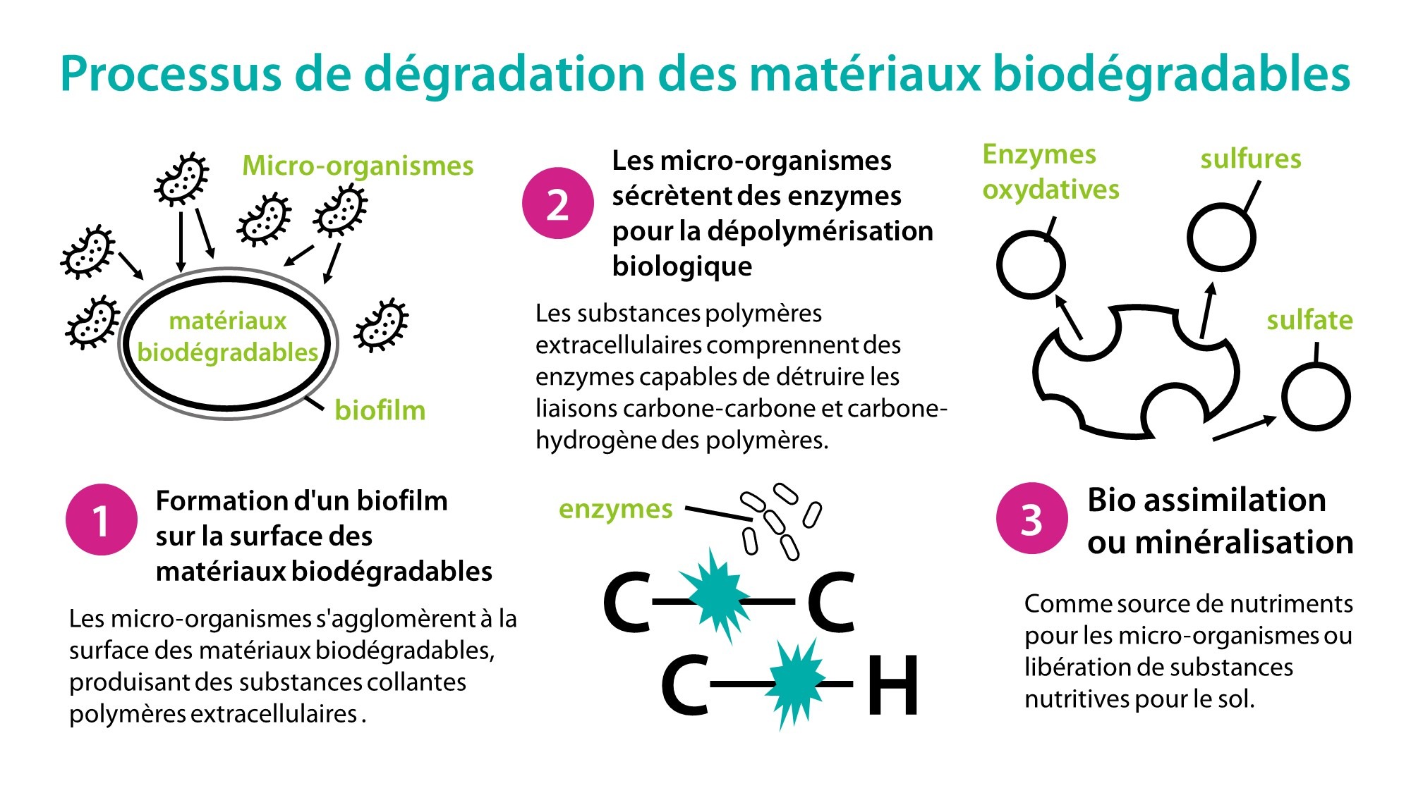 Qu'est-ce que la « biodégradabilité » : la biodégradabilité est-elle ...