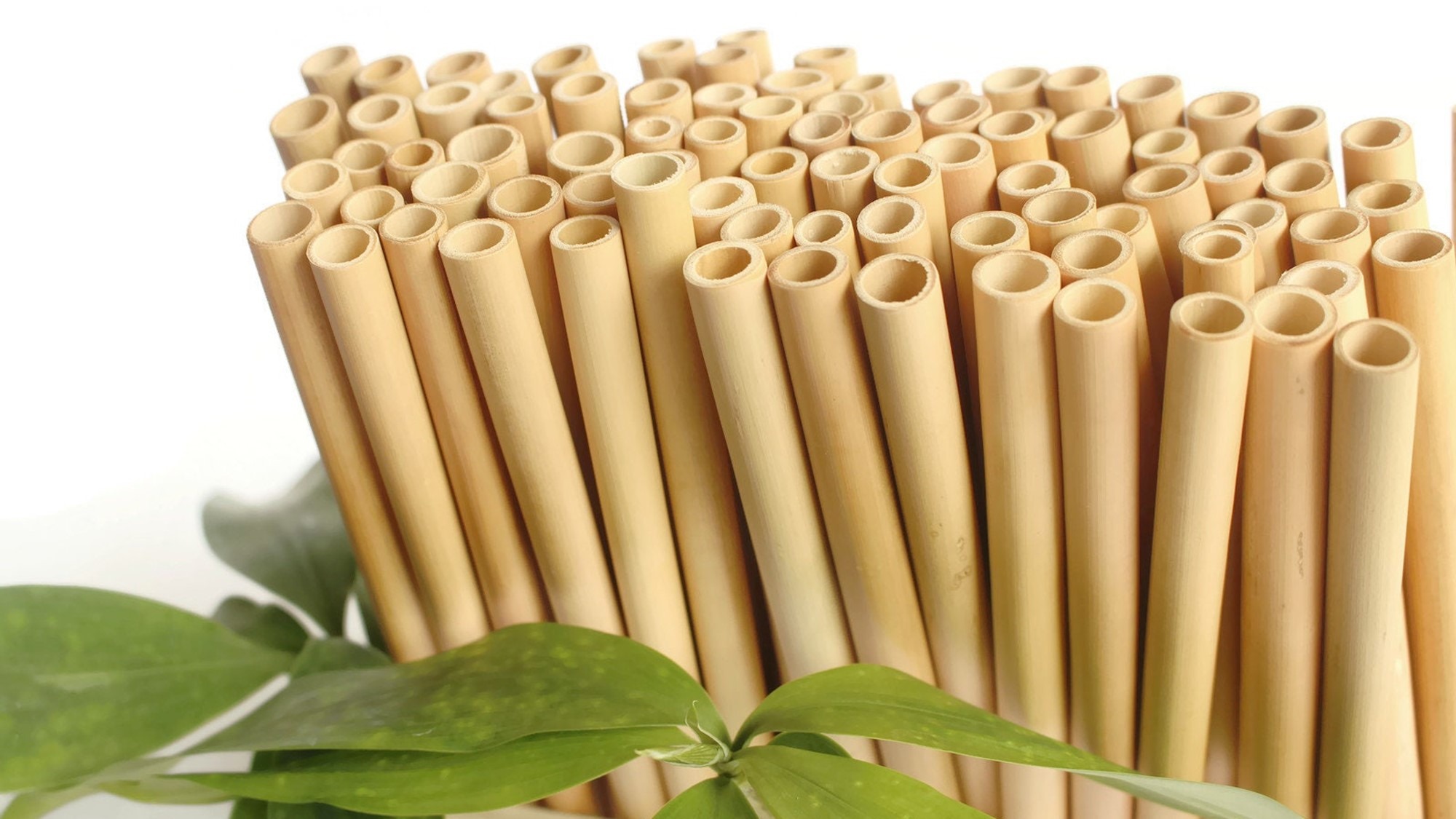 Which plants can be made into straws? Differences between seven types ...