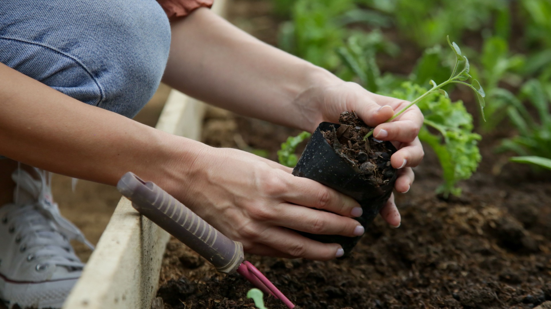 Les avantages du compost domestique Comment faire du compost à la ...